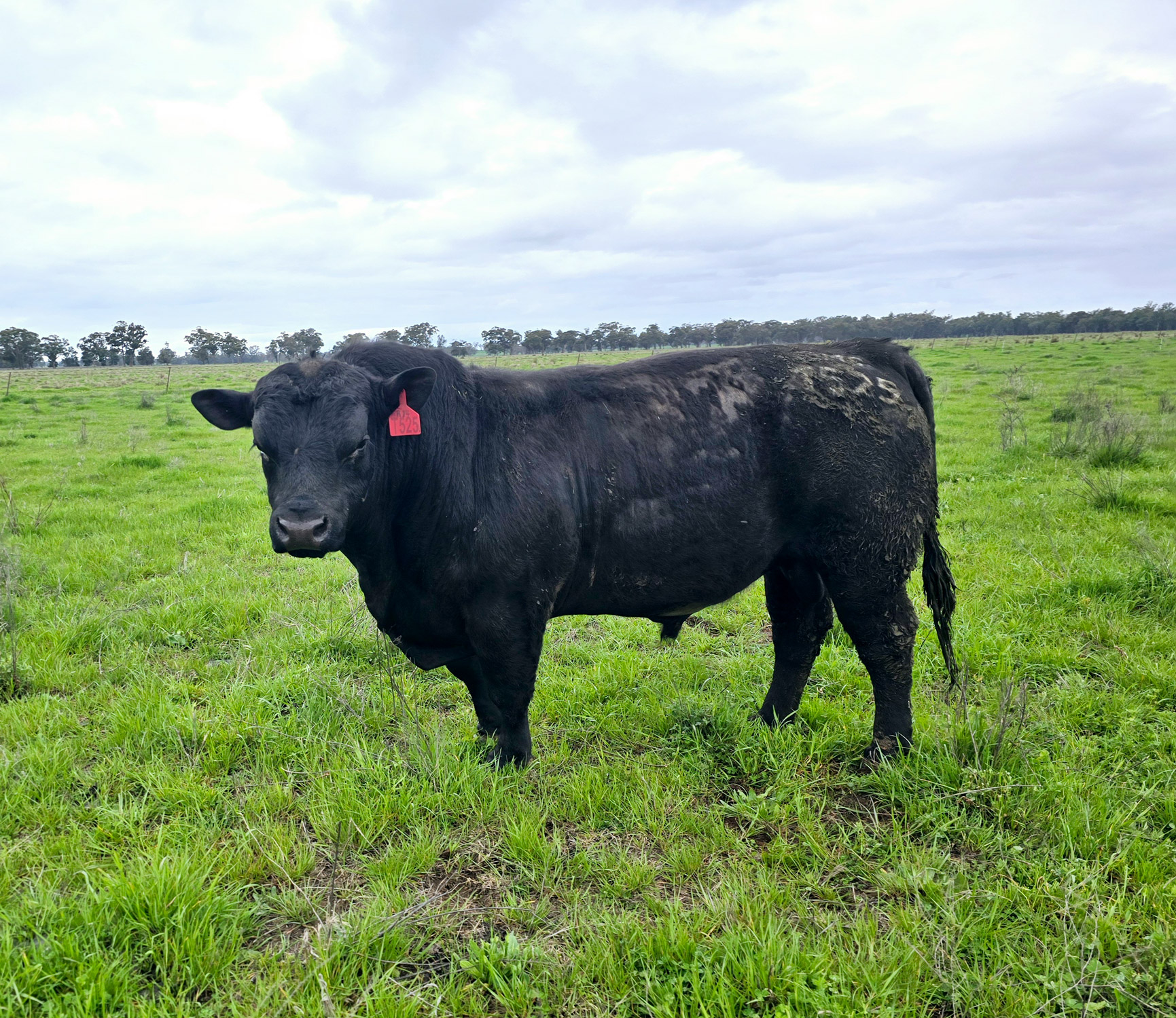 Our Bulls - Old Man Creek Grass Fed Bulls